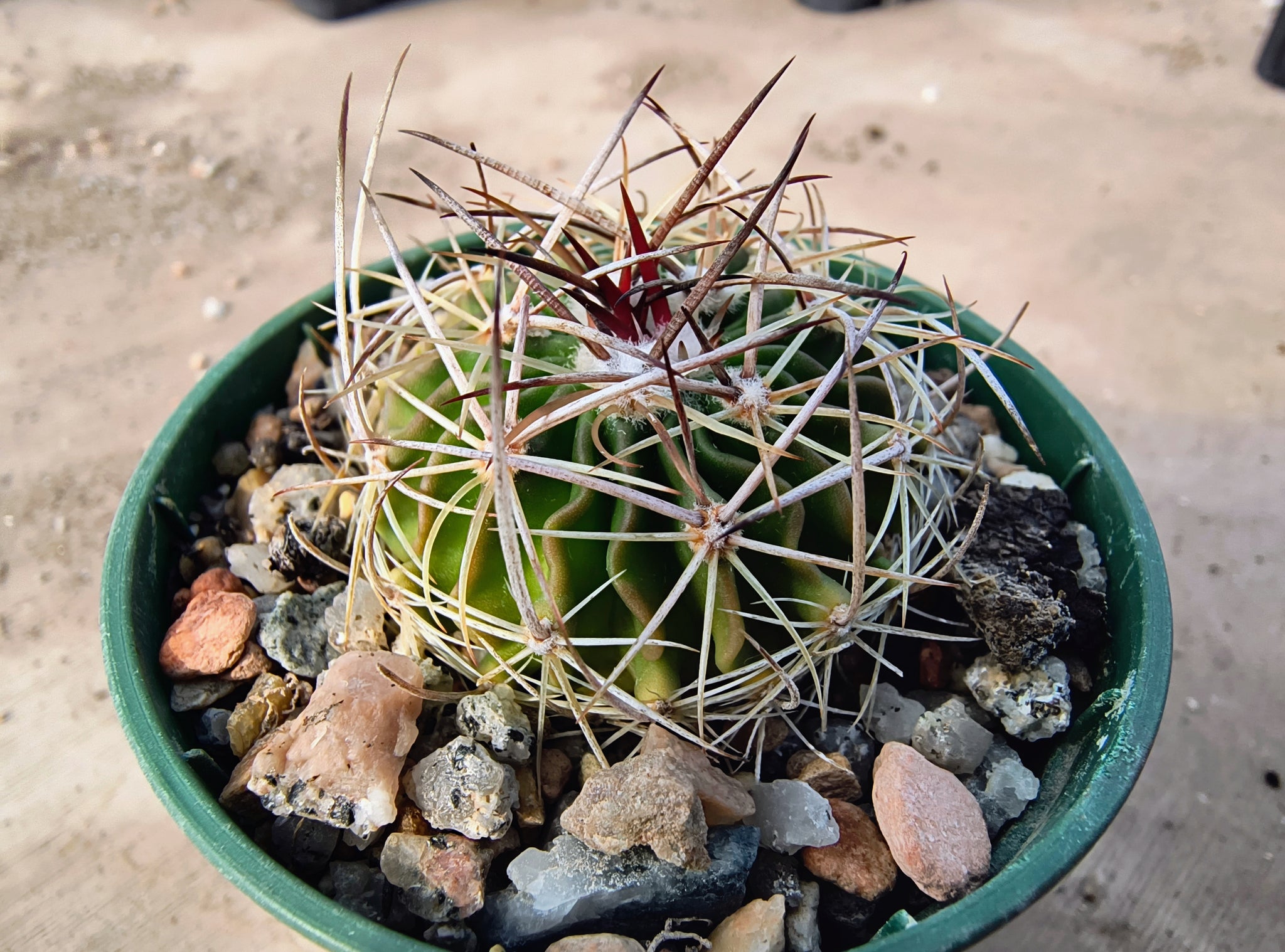 Stenocactus phyllacanthus violaciflorus SB20 – The Cactus Shed