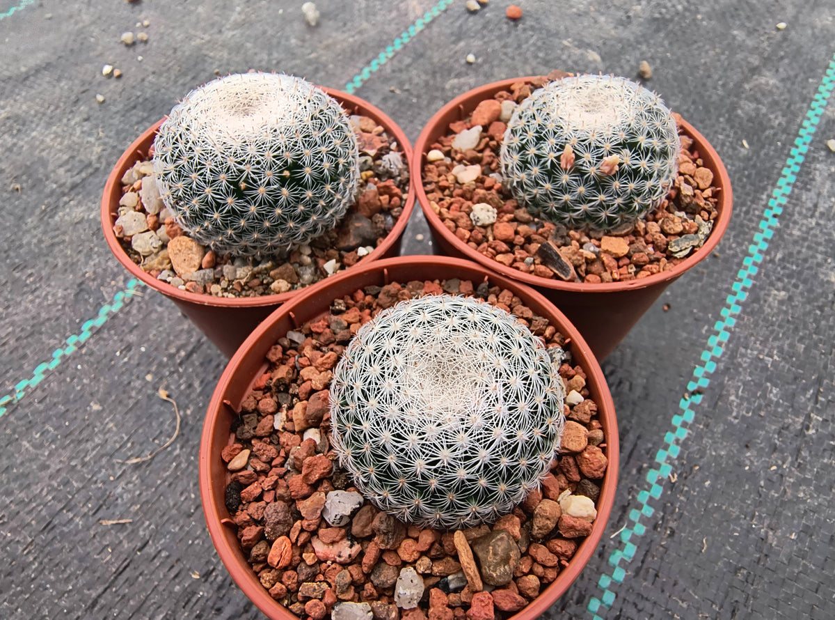Mammillaria microthele KMR 199 – The Cactus Shed